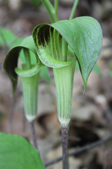 Jack In The Pulpit Preaches Preservation Artofit
