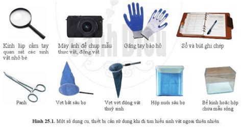 Lý Thuyết Khoa Học Tự Nhiên 6 Bài 25 Cánh Diều Tìm Hiểu Sinh Vật