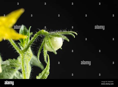 Growing Tomatoes From Seeds Step By Step Step 11 First Flowers And