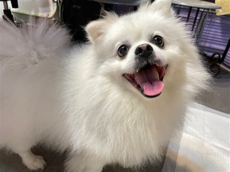 폼피츠 장군이 강아지 책임분양 ♥ 강아지무료분양 고양이무료분양 유기견입양 아이조아요양보호소