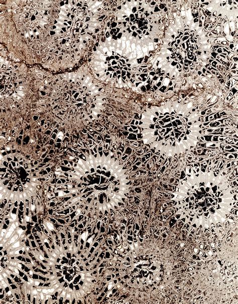 Fossil Coral Thin Section Stock Image E442 0682 Science Photo Library