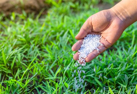 Farmer Hand Giving Chemical Fertilizer To Young Plant Stewarts Lawn