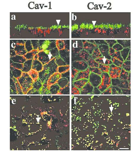 Subcellular Localization Of Cav 1 And Cav 2 By Confocal Analysis Of