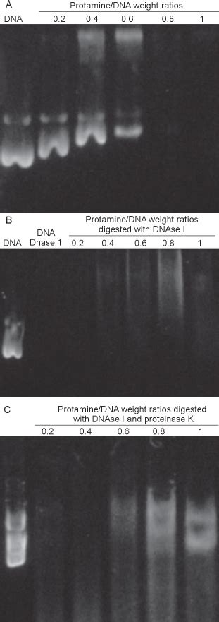 Analysis Of PECL Protamine Sulphate Complexes And Evaluation Of Download Scientific Diagram