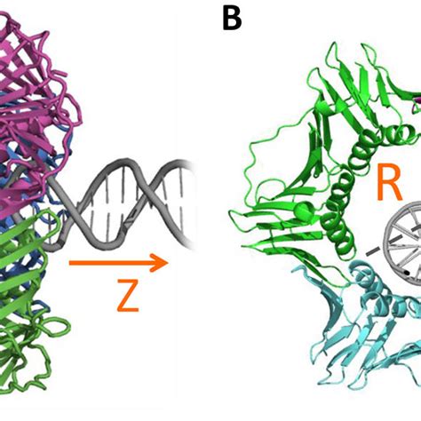 Pdf Diffusion Of Ring Shaped Proteins Along Dna Case Study Of