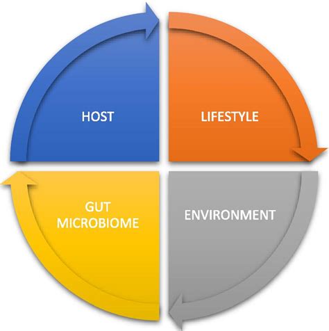 Four Main Factors Involved In Dysbiosis Of The Gut Microbiome And The