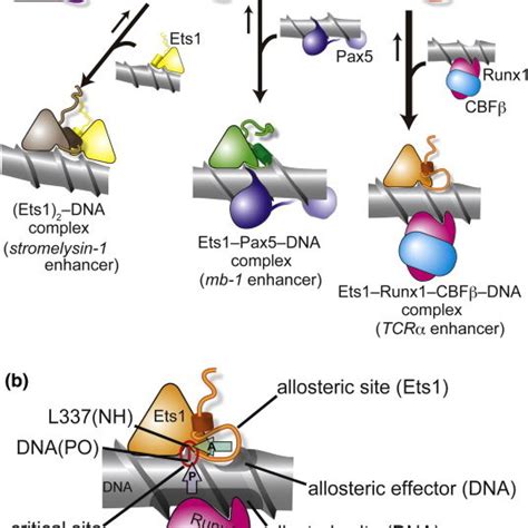 Conformational Selection Model For Ets1 By A Partner Within Tfdna
