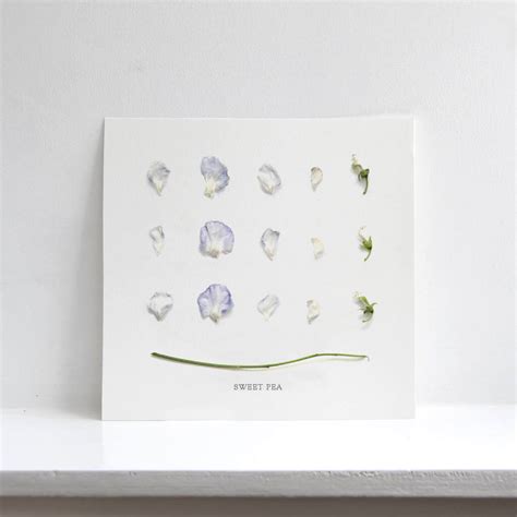 Sweet Pea Birth Flower Artprint April — Sarah Blythe