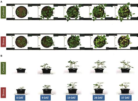 Frontiers Use Of Phenomics For Differentiation Of Mungbean Vigna Radiata L Wilczek