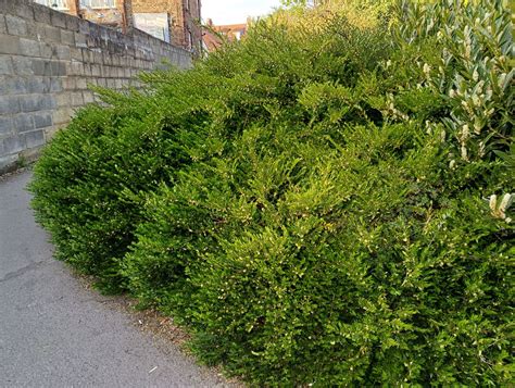 Lonicera Ligustrina Trees And Shrubs Online