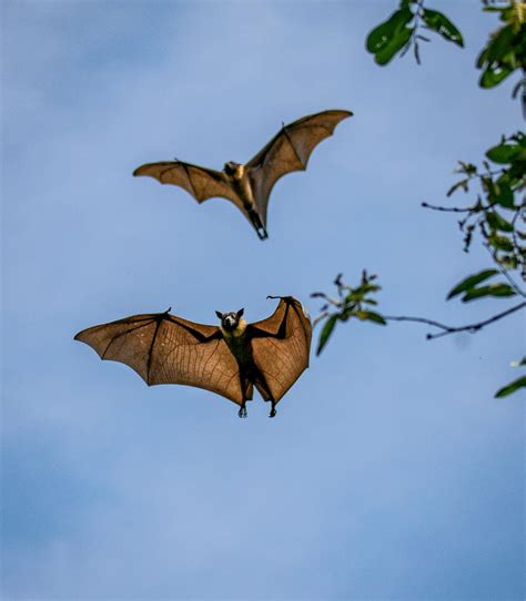 Flying Fox