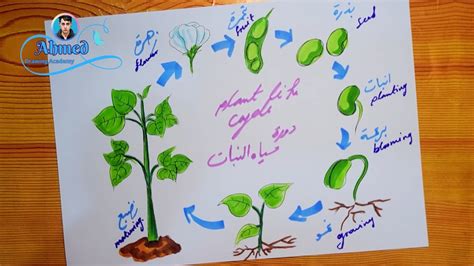 رسم مراحل نمو النبات رسم دورة حياة النبات Plant Life Cycle
