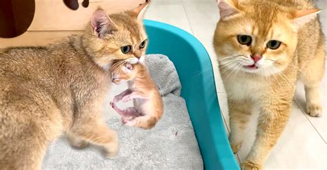 「ほら見て♪」父猫に子猫を見せにきた母猫。母猫に促されて子猫との初対面を果たす父猫の反応がとっても可愛かった♡ エウレカ！