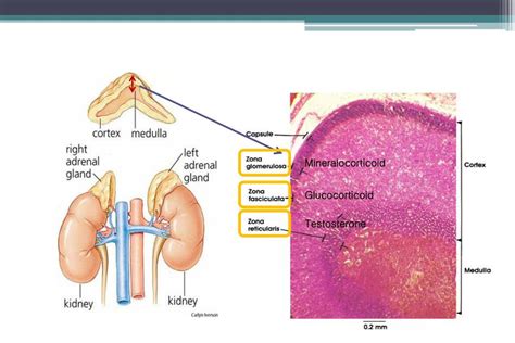 Ppt Cah Ncah 11β Hydroxylase Deficiency Powerpoint Presentation