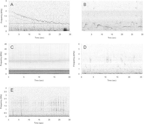 Example Spectrograms Of A Bearded Seal Trill B Bowhead Whale Song C