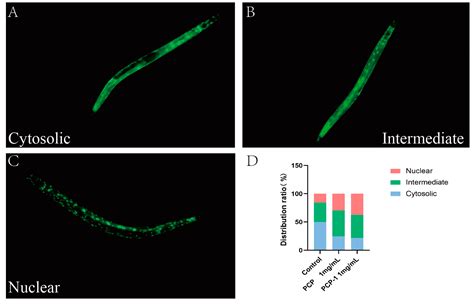 Anti Aging In Caenorhabditis Elegans Of Polysaccharides From Polygonatum Cyrtonema Hua