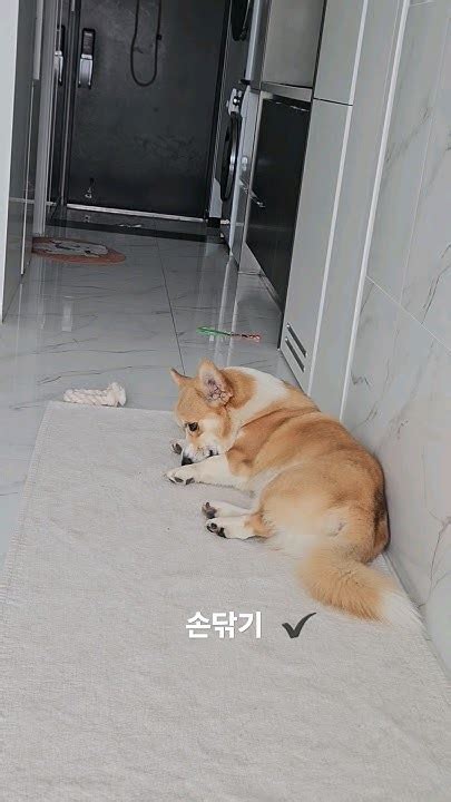 쉬야 후 몸을 정갈히하는 강아지 Youtube