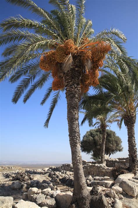 나뭇가지에서 종려나무 가지로 네이버 블로그