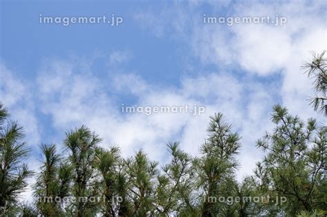 松の木と青空の写真素材 205492890 イメージマート