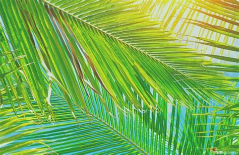 Palm Sunday Who Is This Shine Global Network