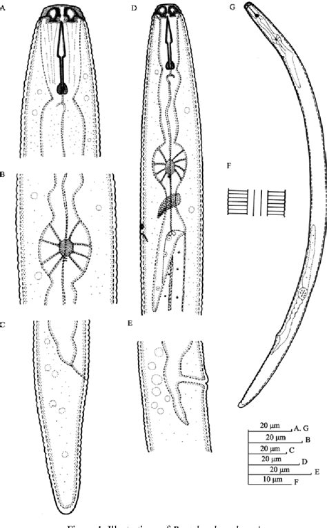 Figure 1 From Description Of A New Pratylenchus Species From China
