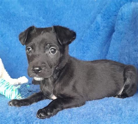 ADOPTOWOWANY LAIK Szczeniak Do Adopcji Warszawa Wyrzucony W Kartonie