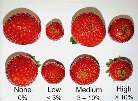 Organic Day Neutral Strawberry Scouting Report For June 15 2023 Wisconsin Fruit