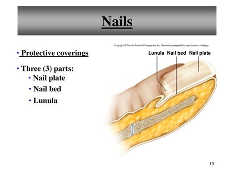 Chapter 6 Integumentary System Ppt Download