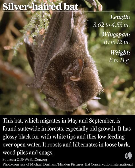 Bats Of Oregon Get To Know All 15 Of Oregons Weird And Wild Big And Little Eared Species