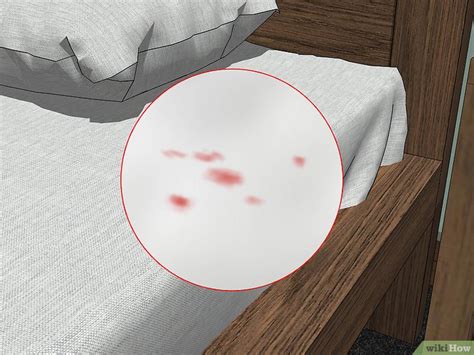 How To Recognize Bed Bugs Key Ways Of Identifying Them