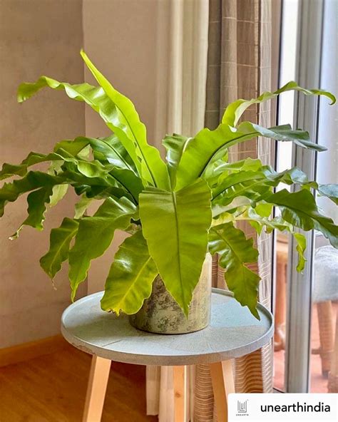 Birds Nest Fern Care Guide Key Tips For Lush Healthy Fronds