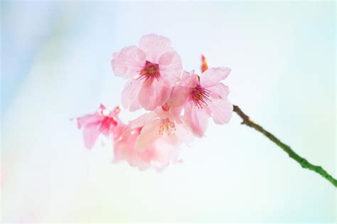 桜をスマホできれいに撮る方法。プロの写真家が教える9つの基本テクニック マチュアリスト
