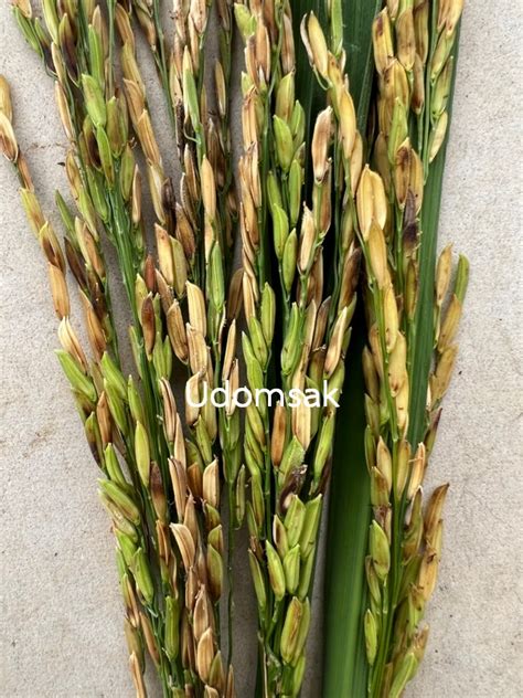 รู้ทันโรคพืช โรคเมล็ดด่างจากเชื้อรา Fusarium Sp