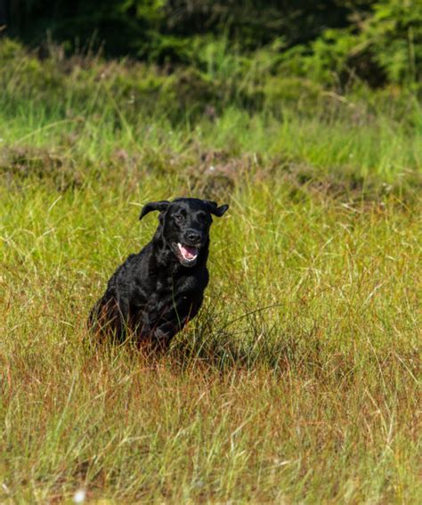 Male Vs Female Dogs Which Is Easier To Train Crt K9