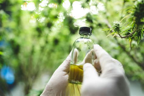 What Is Cbg Cannabigerol And What Are Its Benefits Saving Grace Cbd