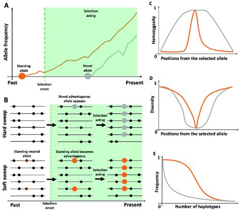 Effect Of Selection Of Standing And Novel Alleles A A Novel Allele