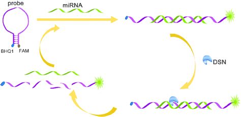 Scheme 1 Principle Of Double Stranded Specific Nuclease Mediated Download Scientific Diagram