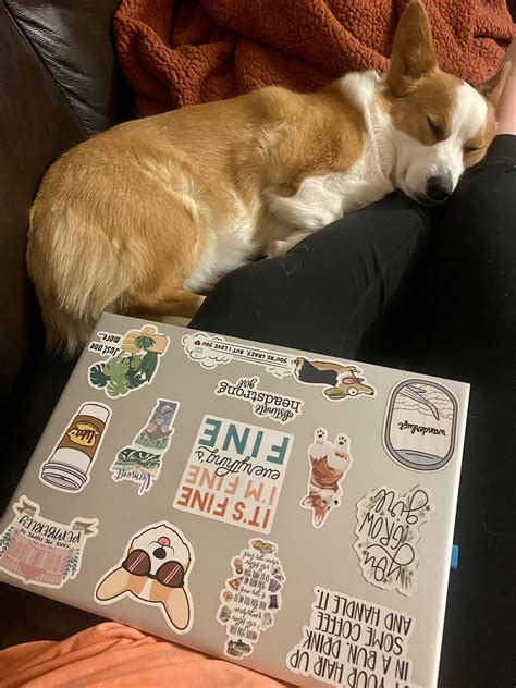 My Couch Potato While I Watch Gilmore Girls And Do Some Work R Corgi