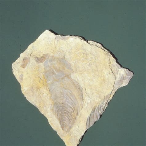 Fossils Iowa Geological Survey The University Of Iowa