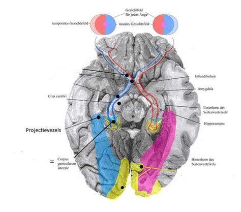Anatomie Zenuwstelsel Nervus Opticus Diagram Quizlet