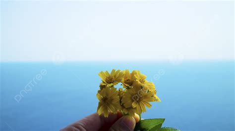 관광지 해변 에서 들국화 촬영 작품 을 손 에 쥐다 배경 관광 명소 촬영 작품 작품 전시 양식 배경 일러스트 및 사진 무료
