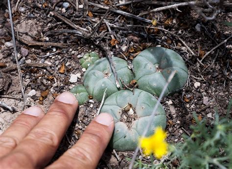 What Is Peyote Everything You Need To Know About This Desert Cactus