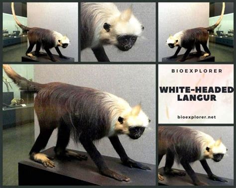 White Headed Langur Characteristics Trachypithecus Leucocephalus Facts