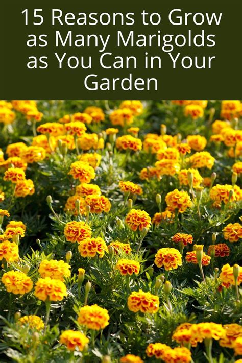 15 Reasons To Grow As Many Marigolds As You Can In Your Garden