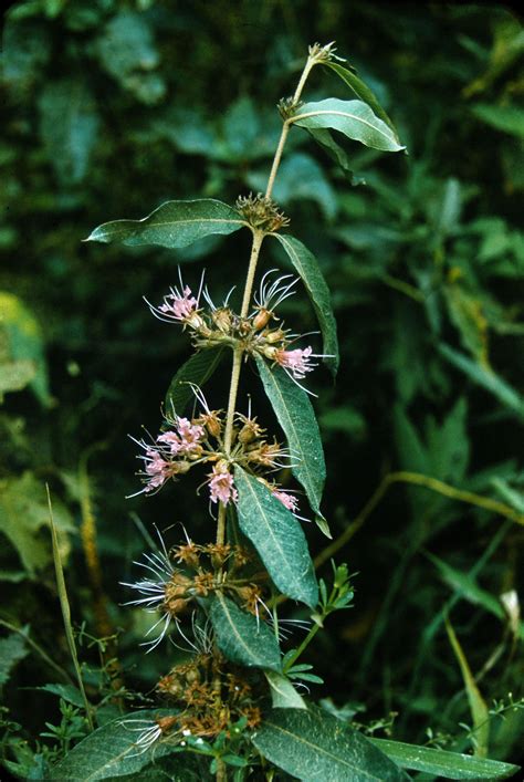 Decodon Verticillatus Lythraceae