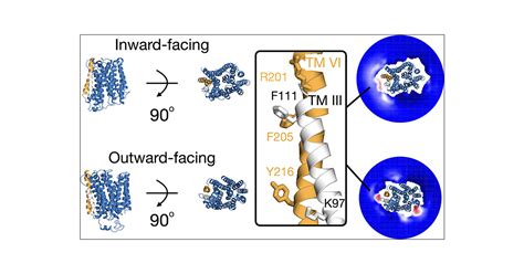 Structural Determinants And Functional Significance Of Dimerization For