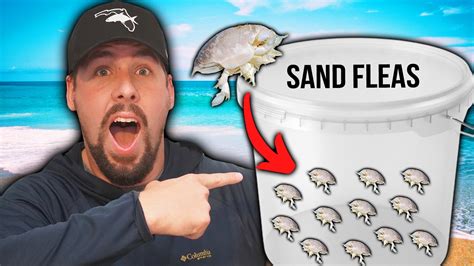 How To Catch Sand Fleas How To Catch Sand Fleas By Saltsquatch