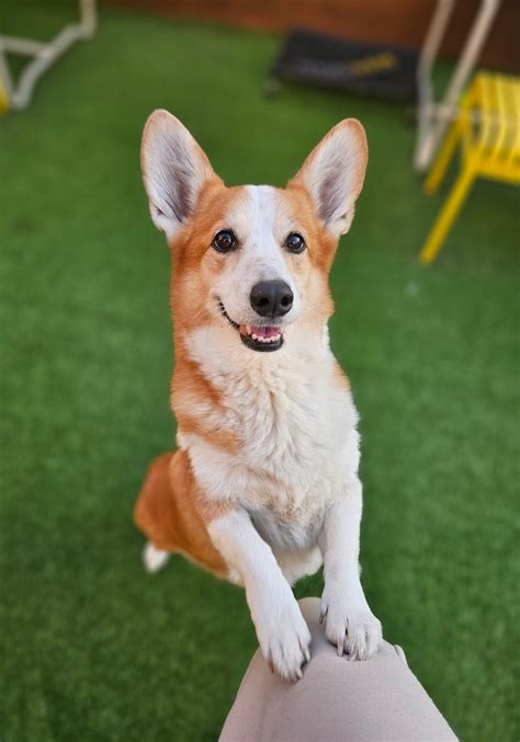 웰시코기 아디 강아지 책임분양 ♥ 아이조아 유기방지입양 파양 강아지보호소 고양이보호소 무료분양센터