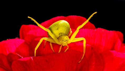 Spiders Inspire Nerve Like Sensors For Drones Futurity