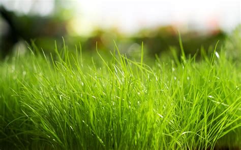 Grass Wallpaper Top Nature Grass Wallpaper 38550